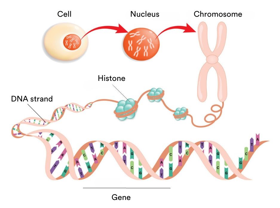 Pharmacogenomics… huh??? - Musculoskeletal Health Australia (MHA)